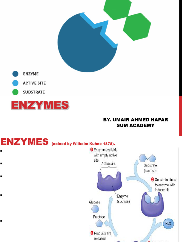 03 Enzymes 1 | PDF | Enzyme | Active Site