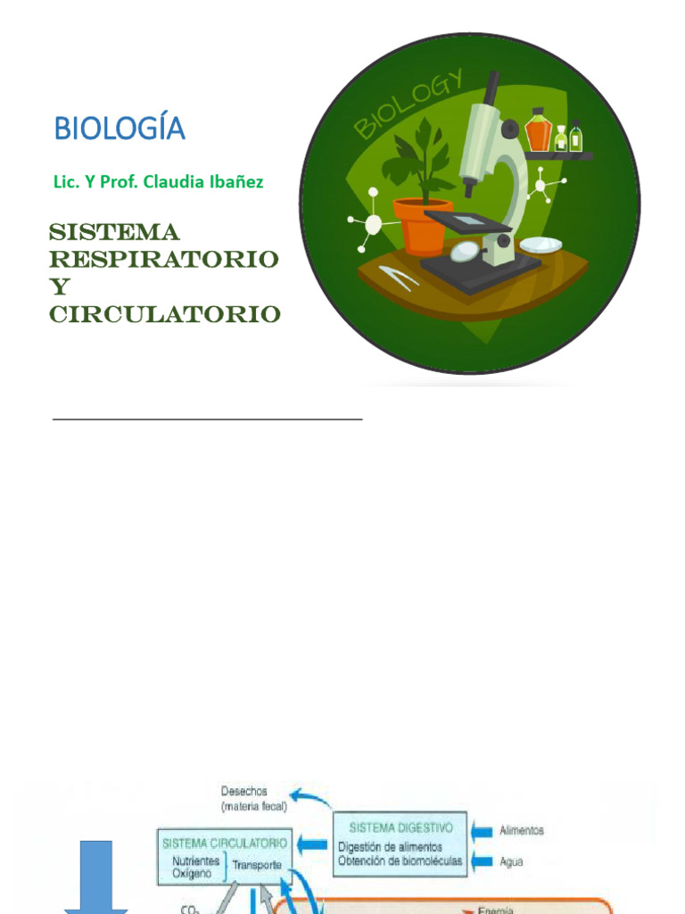 BIOLOG-A - Resp y Circ | PDF | Pulmón | Corazón