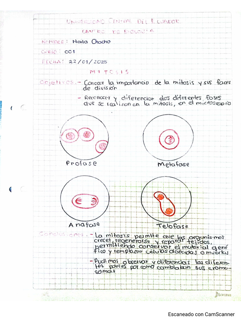 l11 Mitosis NailaChacha | PDF