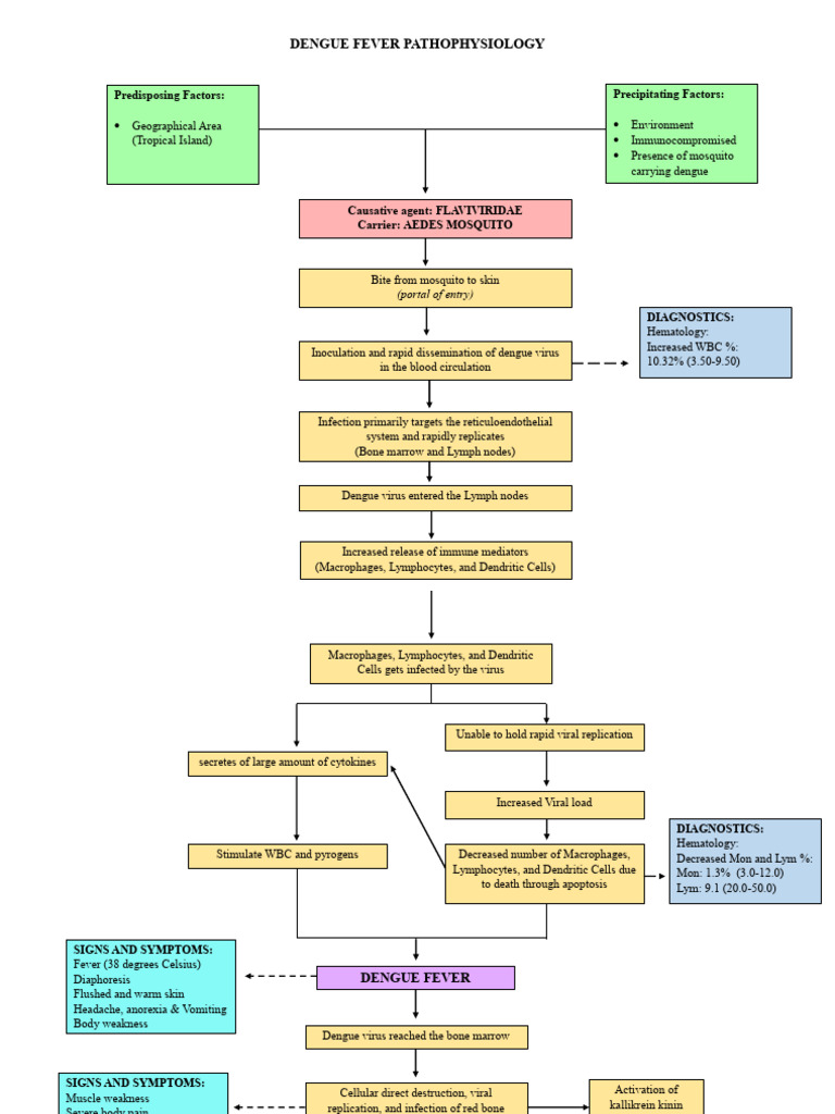 Dengue Fever Pathophysiology | PDF | White Blood Cell | Lymphocyte