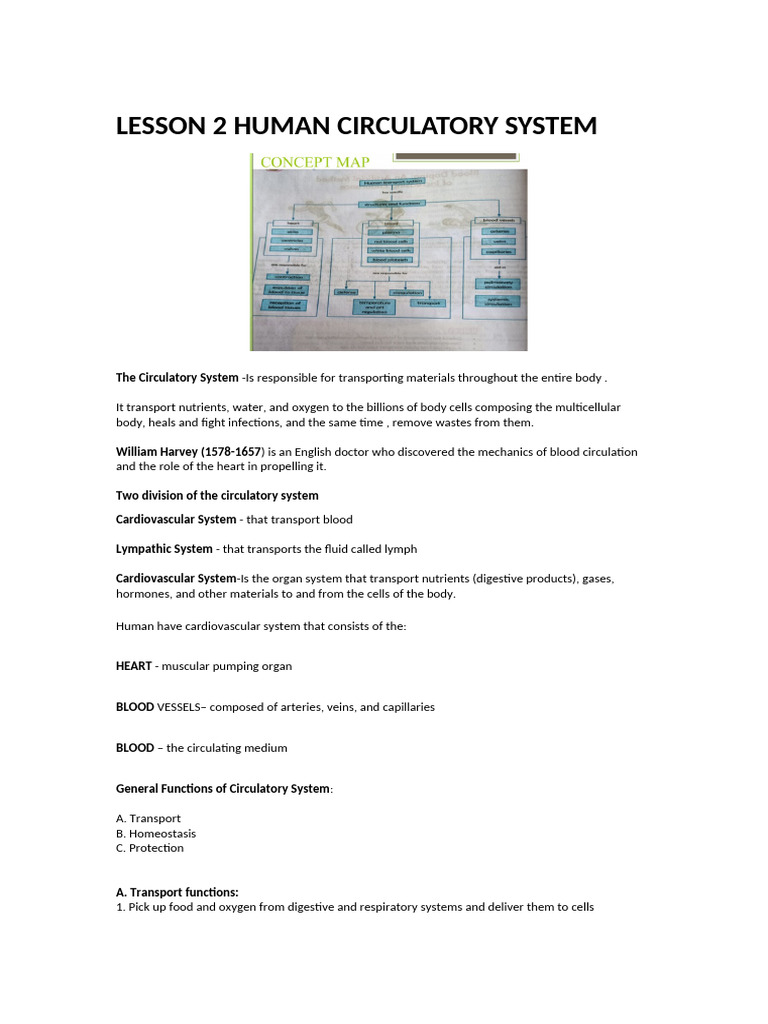 Lesson 2 Human Circulatory System | PDF | Heart Valve | Heart