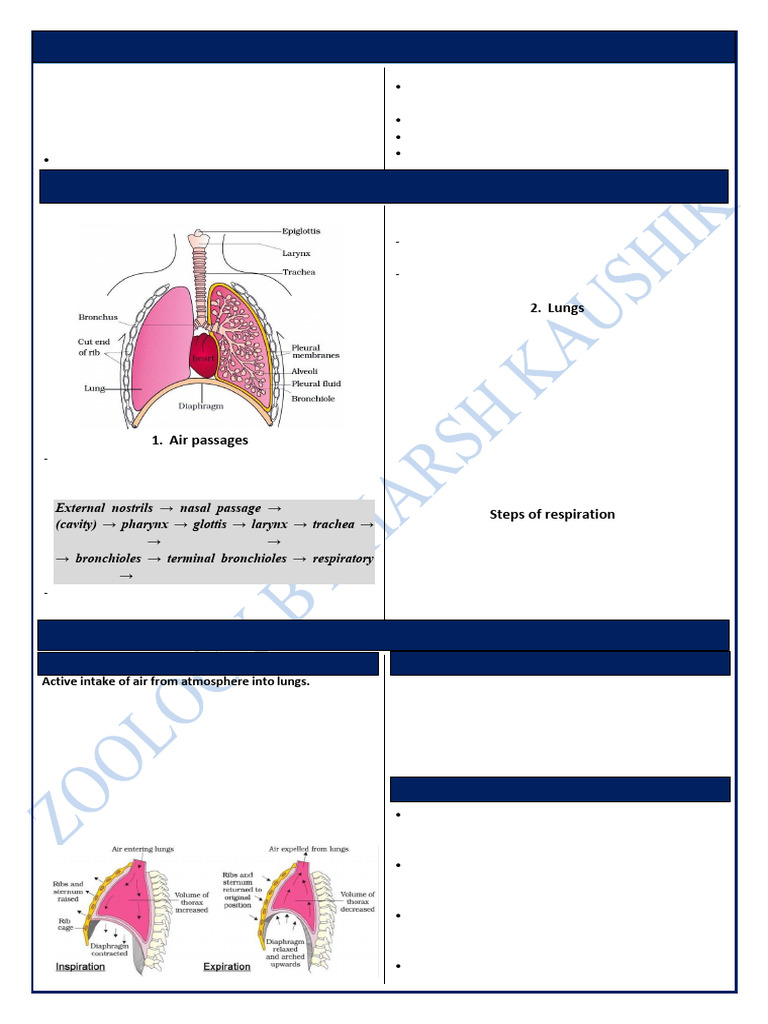 Breathing And Exchange Of Gases Notes Pdf Respiratory System Lung