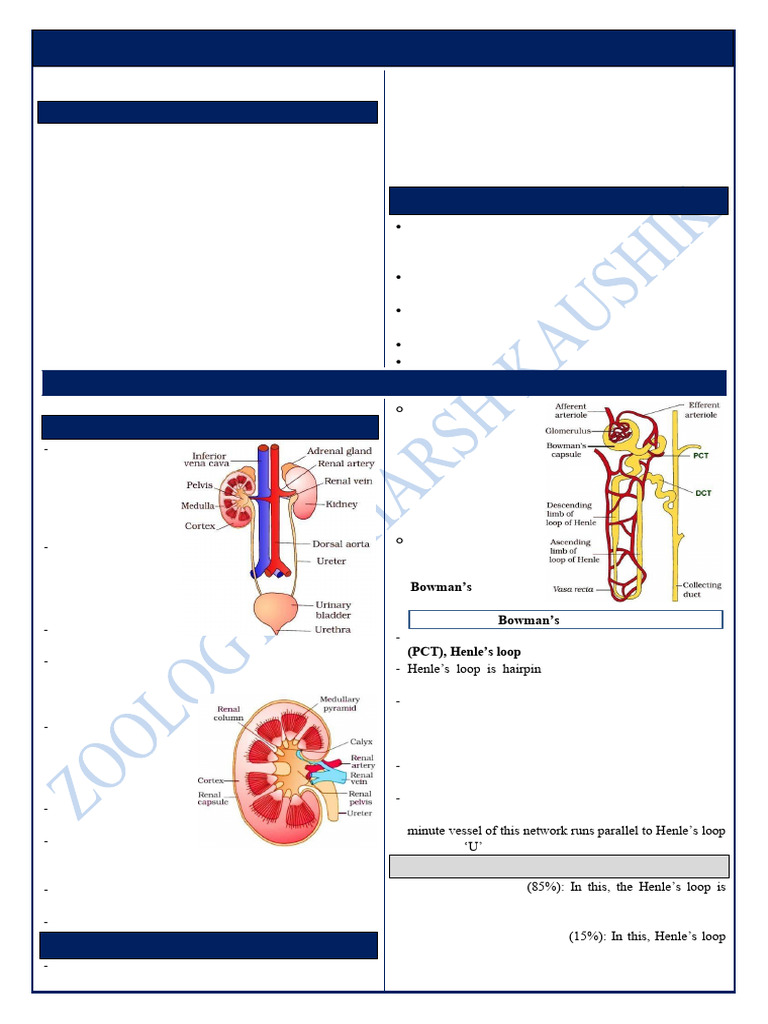 Excretory Product & Their Elimination Notes | PDF | Kidney | Organ ...