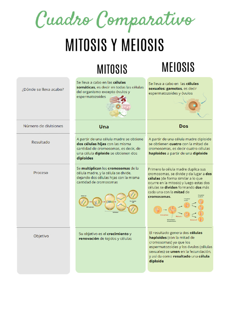 BIOLOGIA - Cuadro Comparativo Mitosis y Meiosis | PDF
