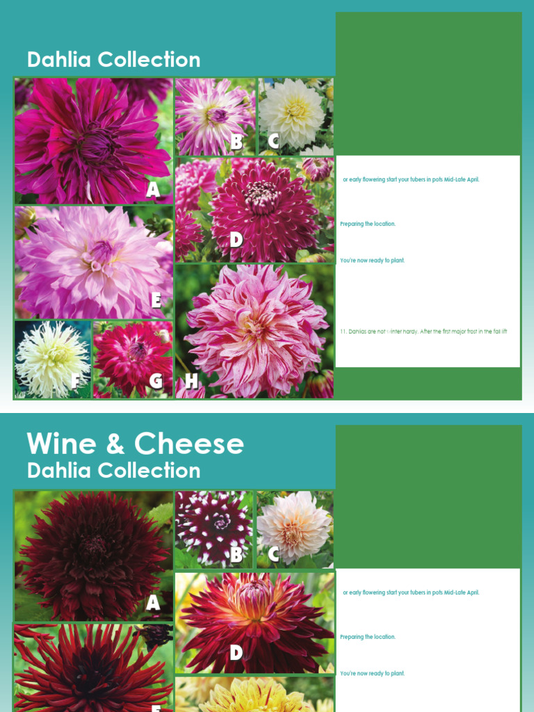 Dahlia Planting and Care Guide | PDF | Compost | Soil