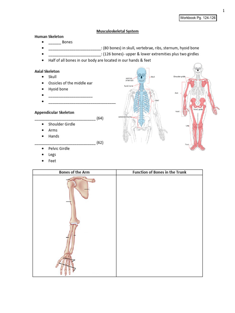 6 Musculoskeletal System | PDF | Skeletal Muscle | Vertebral Column