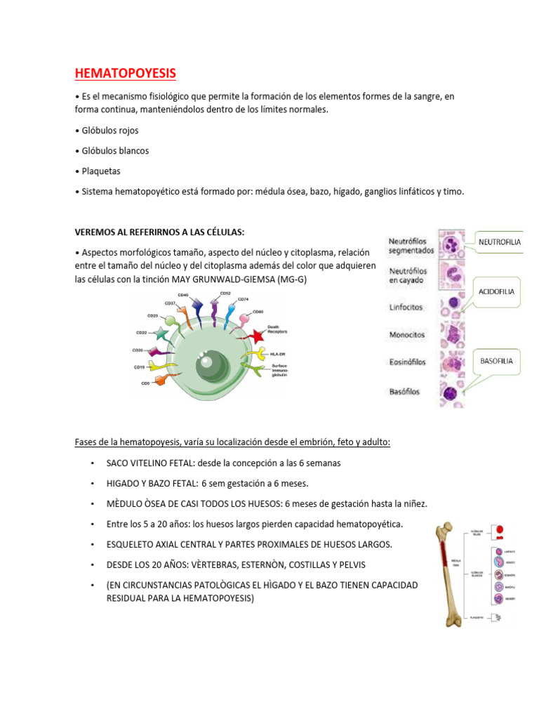Hematopoyesis Hematologia | PDF | Hematopoyesis | Linfocitos