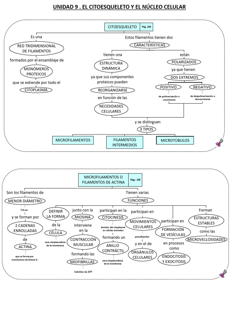 ESQUEMAS | PDF | Nucleo celular | Microtúbulos
