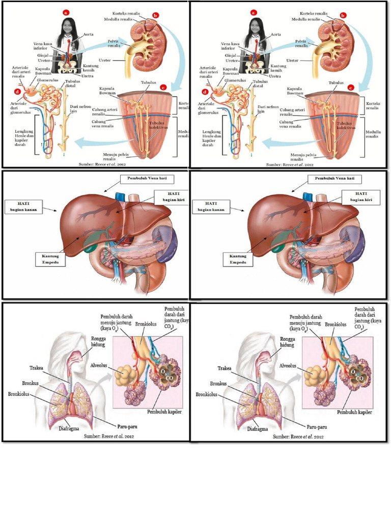GBR Ginjal, Paru Dan Hati | PDF