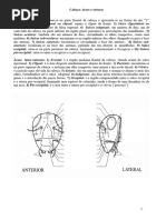 Anatomia Externa dos Insetos: Estruturas e Funções | PDF | Insetos | Mosca