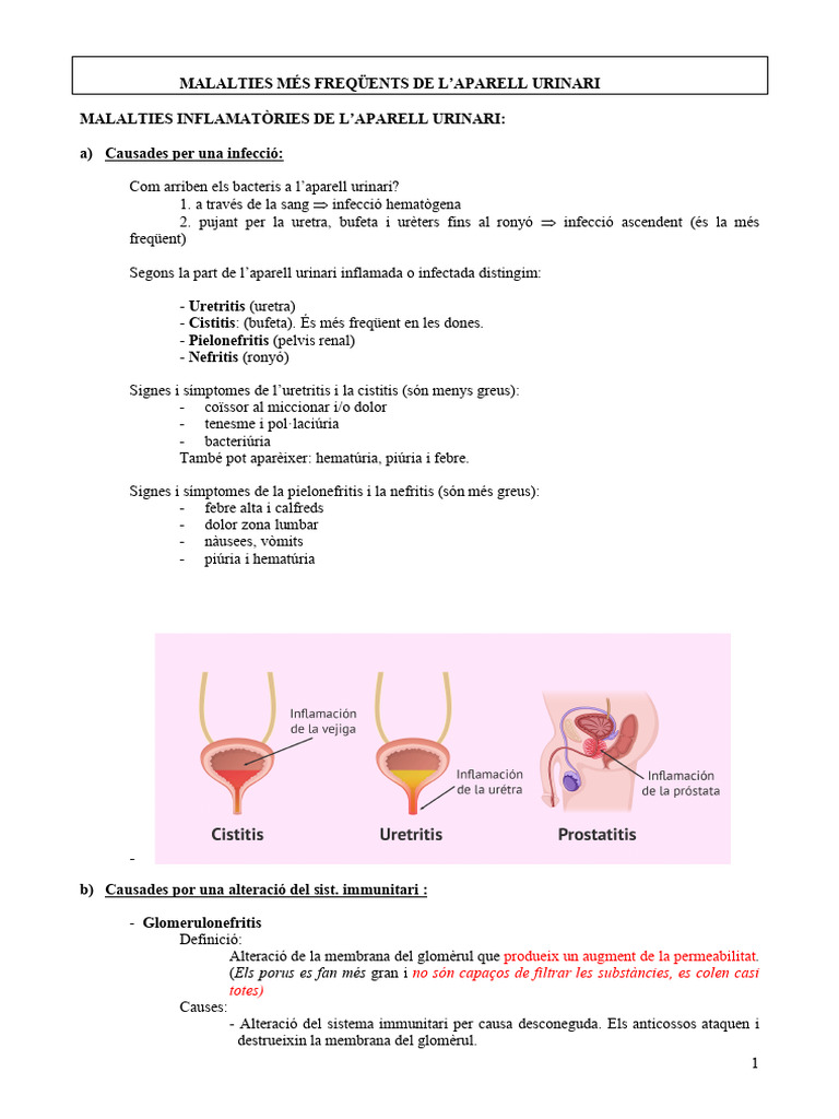 Patologies Del Renal-3!21!22 | PDF