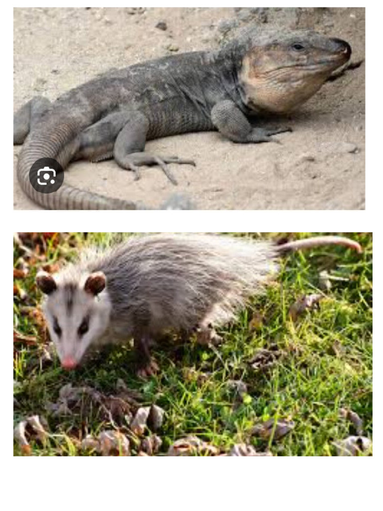 Animales de Investigacion | PDF