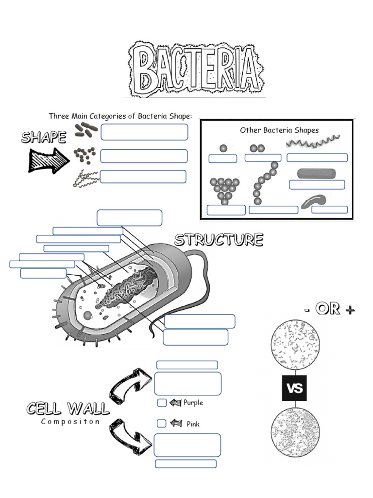 Bacteria Shapes and Names Overview | PDF