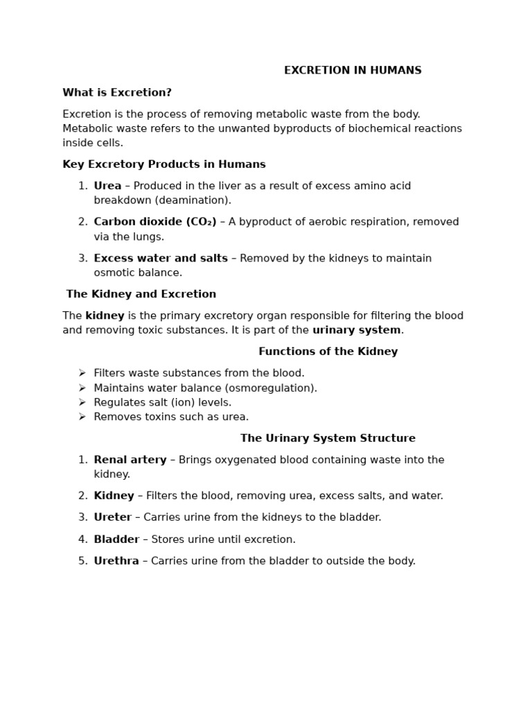 Excretion in Humans Year 9 | PDF | Kidney | Urinary System
