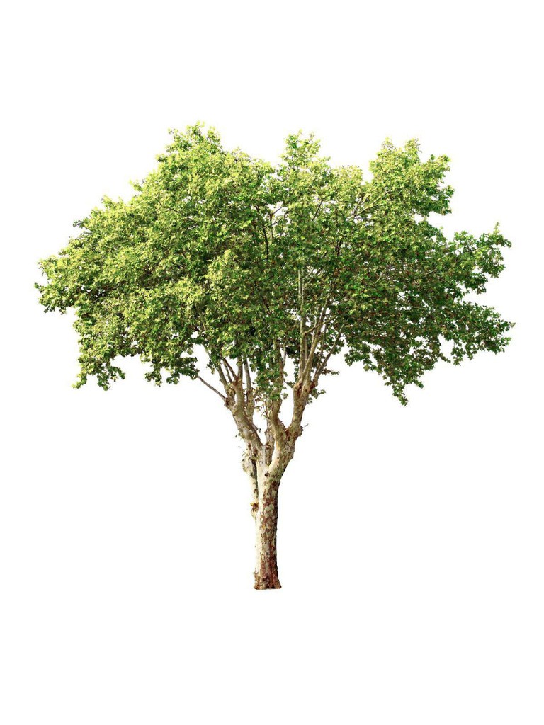 Visu Diagnostic Comment Malade Faire Arbre | PDF