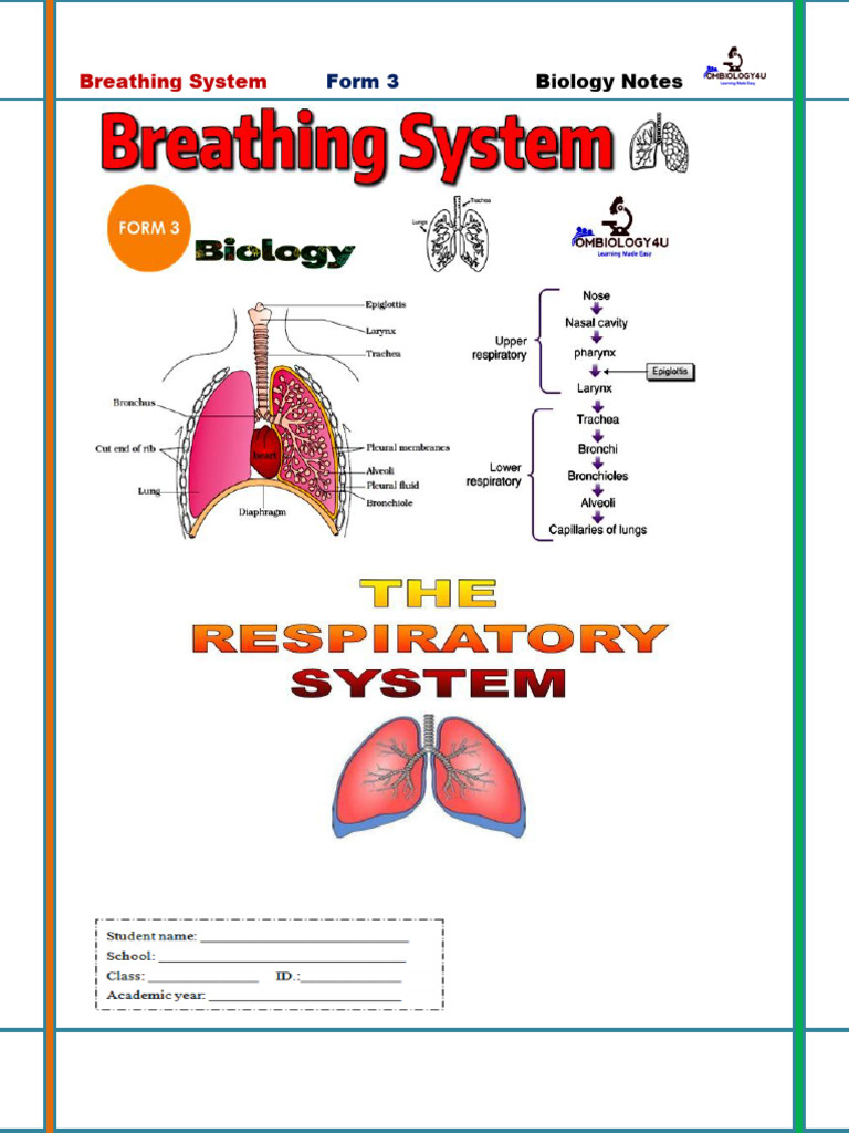Breathing System Overview for Students | PDF | Lung | Breathing