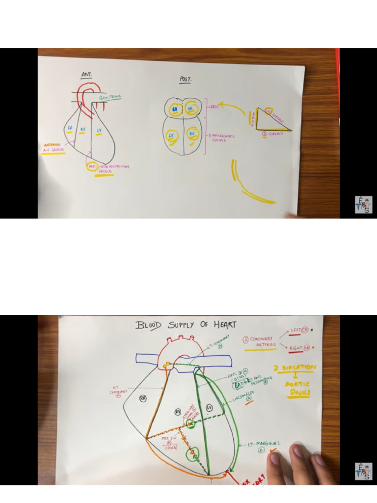 Blood Supply of Heart Venous Drainage Heart | PDF