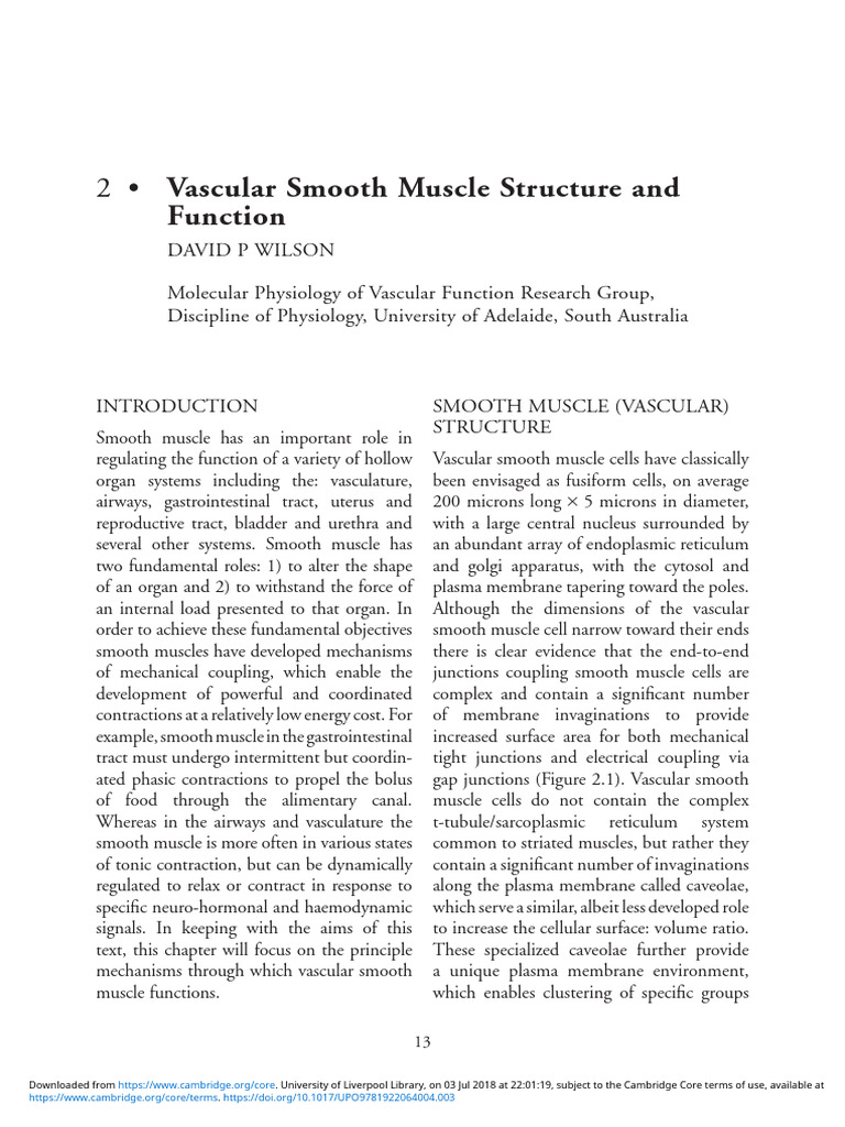 Vascular Smooth Muscle Structure & Function | PDF | Muscle Contraction ...