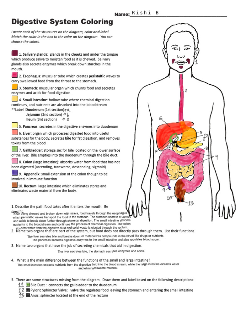 Digestive System Coloring | PDF | Human Digestive System ...
