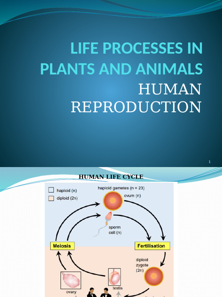 Human Reproductive Processes Explained | PDF | Menstrual Cycle ...