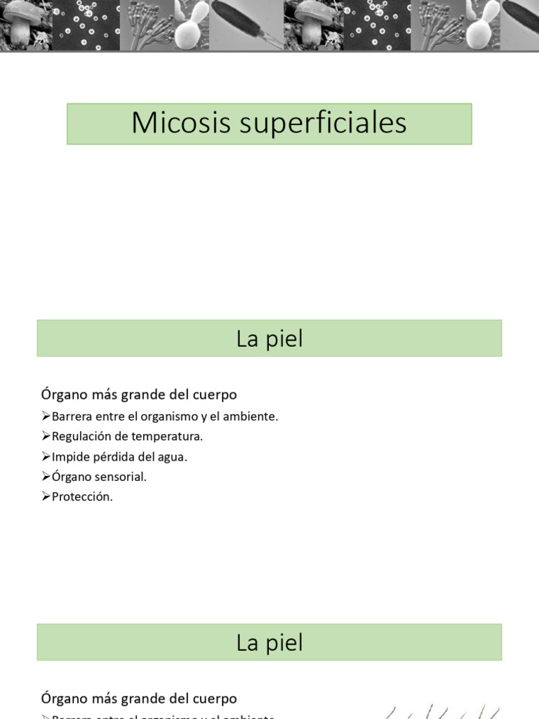 Micosis Superficiales | PDF | Hongo | Inmunología