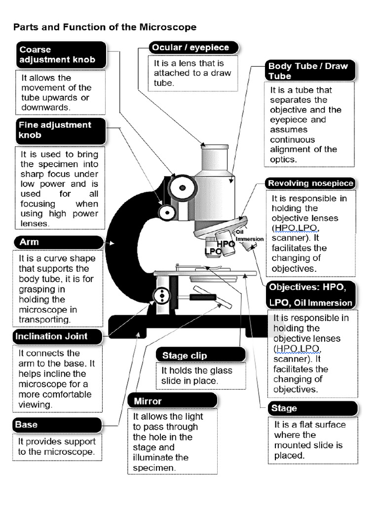 handout_microscope | PDF | Laboratory Equipment | Measuring Instrument