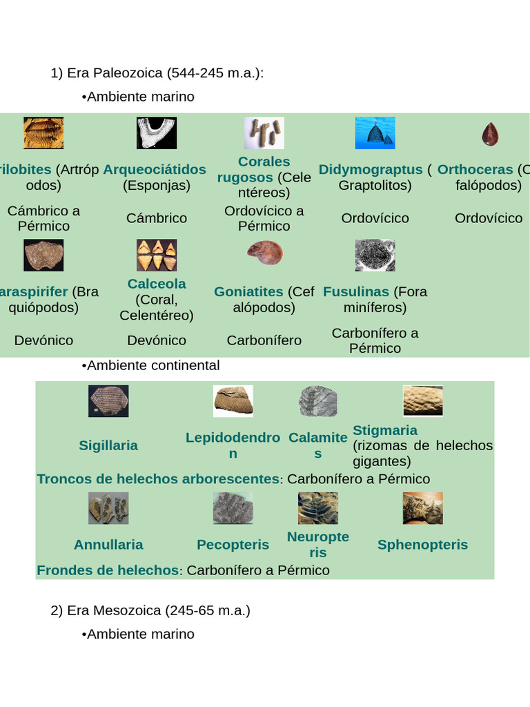 Guía de fósiles por eras geológicas | PDF | Cretáceo | Estratigrafía