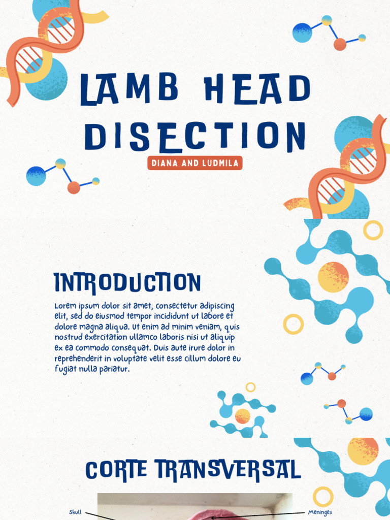 Lamb Brain Dissection Overview | PDF
