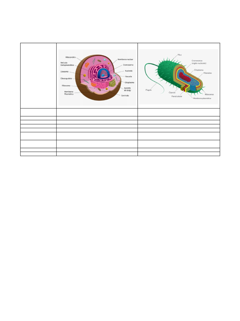 Cuadro_Comparativo_Celulas Eu y Pro | PDF