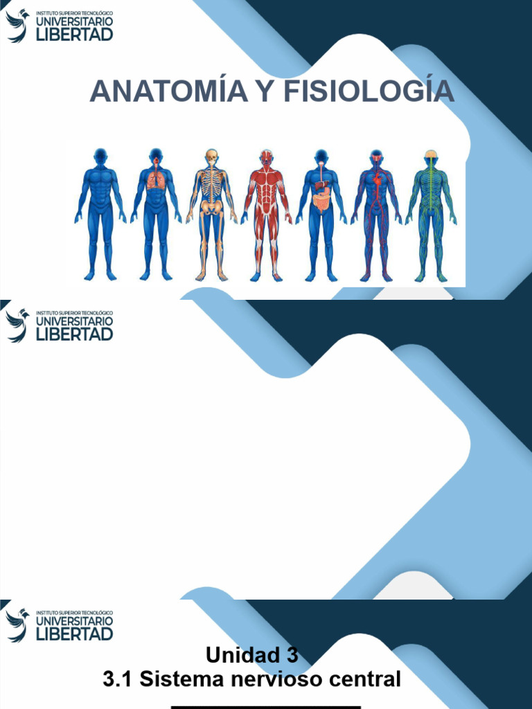 3.1 Sistema nerviosos central.pptx | PDF | Potencial de acción | Sistema nervioso
