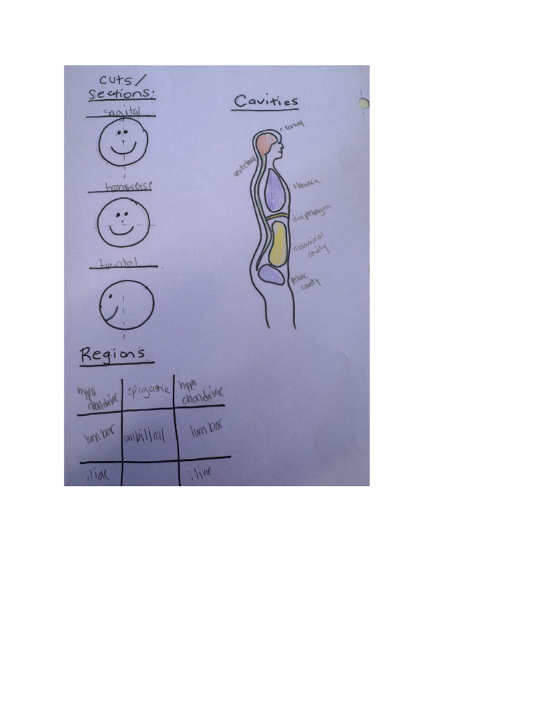 Anatomy Retrieval Practice | PDF