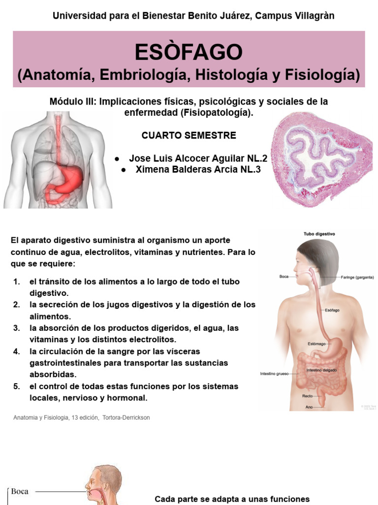 ESÒFAGO (Anatomía, Embriología, Histología y Fisiología) | PDF ...