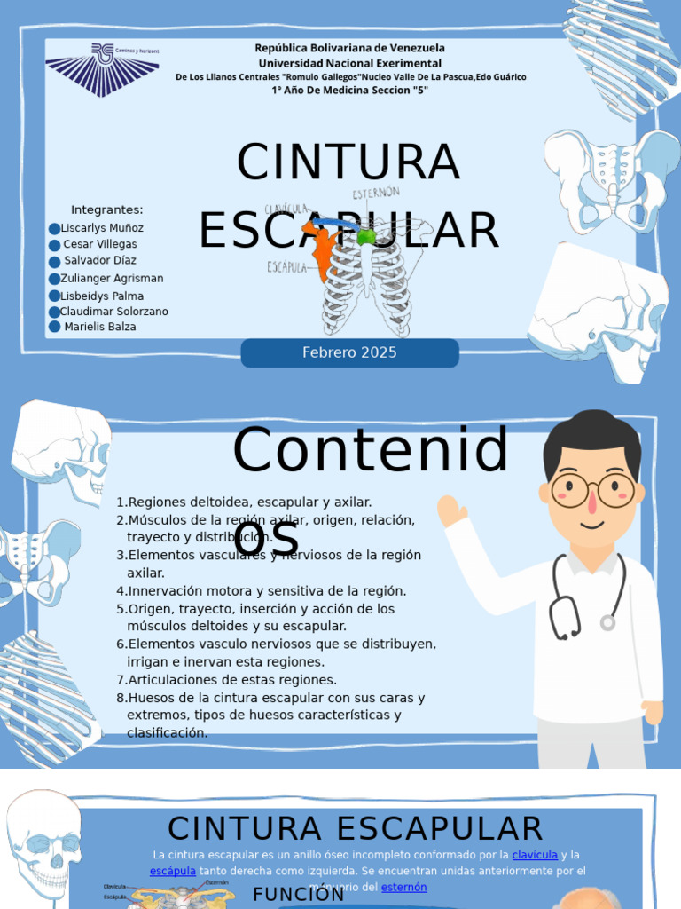 Cintura Escapular Rev 1 | PDF | Sistema musculoesquelético | Anatomía ...