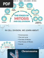 Mitosis: Stages and Importance in Biology | PDF | Mitosis | Cell (Biology)