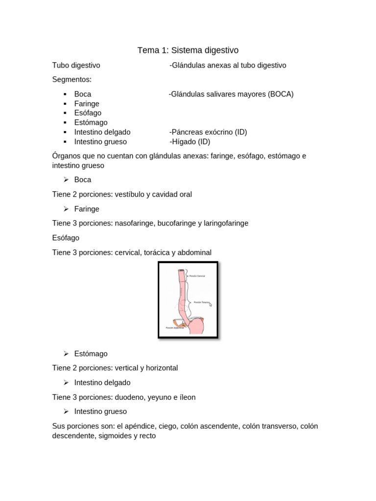 Estructura y Función del Sistema Digestivo | PDF | Sistema digestivo ...