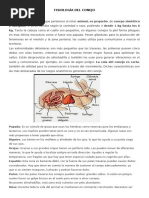 Anatomía y Fisiologia de La Jirafa | PDF