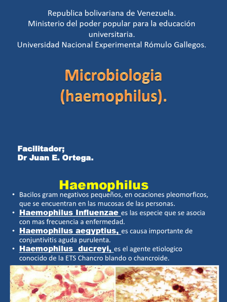 Infecciones por Haemophilus: Diagnóstico y Tratamiento | PDF ...