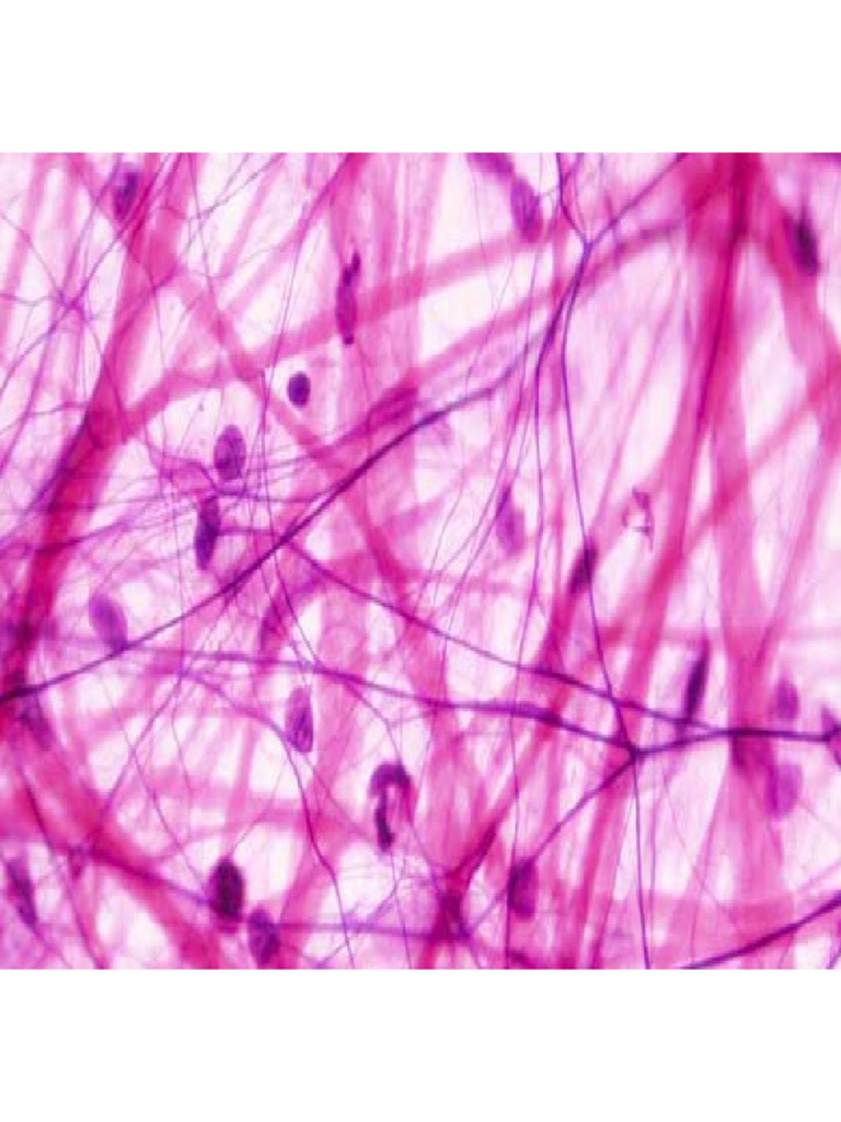 AP - Tissues - SLN - P (1) | PDF | Epithelium | Connective Tissue