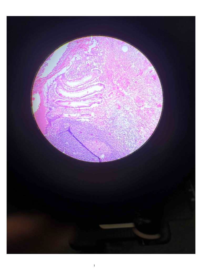 Pathology Microscopical Slides BDS | PDF