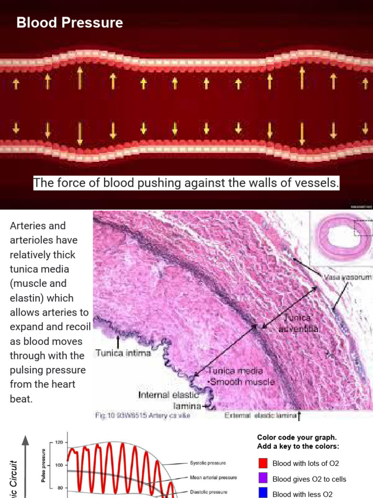 Blood Pressure | PDF | Blood Pressure | Artery