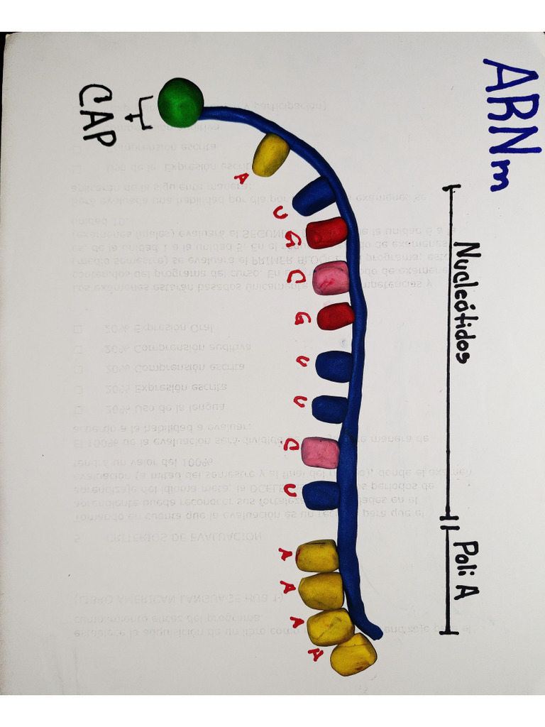ARNm | PDF