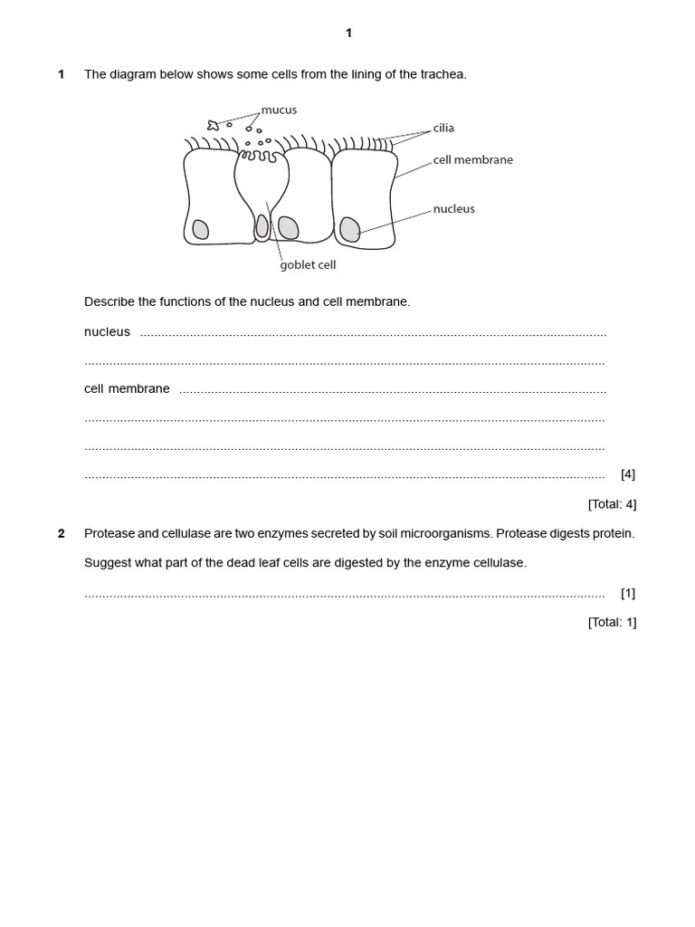 Cell and Cell Structure Questions | PDF | Cell (Biology) | Vacuole