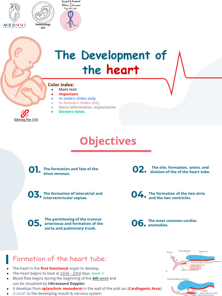 1-Development of Heart Team441 | PDF | Congenital Heart Defect | Atrium ...