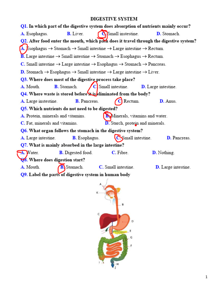 2025.2.9.digestive System - HW | PDF | Digestion | Gastrointestinal Tract