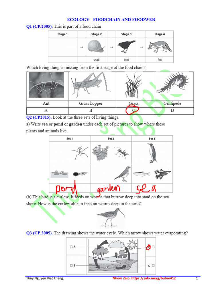 Ecology: Food Chains & Habitats Guide | PDF | Predation | Foods