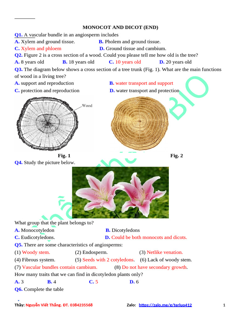 Monocots vs. Dicots: Key Differences | PDF | Plant Stem | Leaf