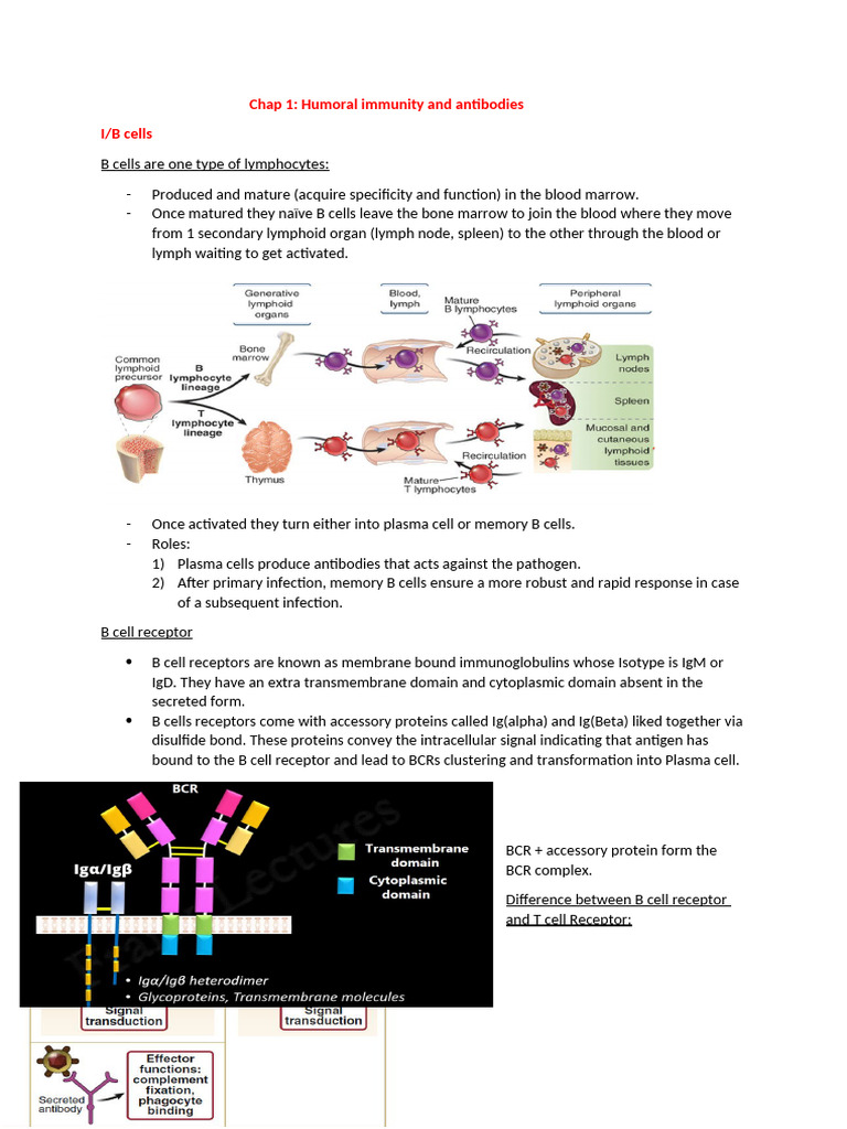 Humoral Immunity and Antibodies | PDF | Antibody | B Cell
