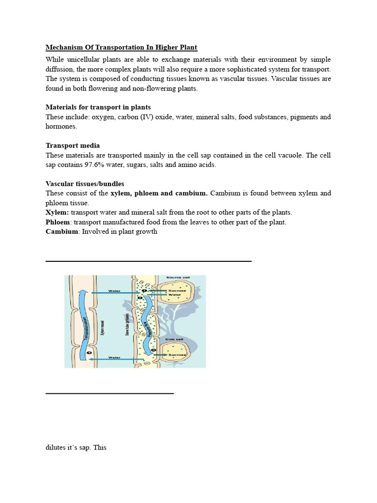 Plant Transportation Mechanisms Explained | PDF | Leaf | Root