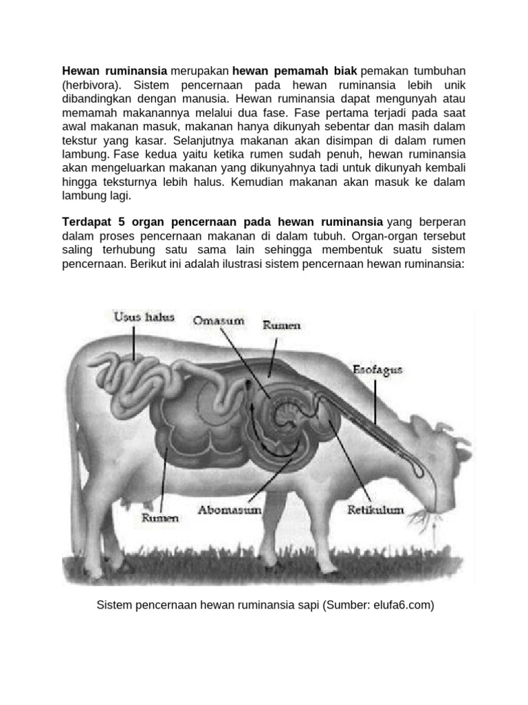 Hewan ruminansia | PDF