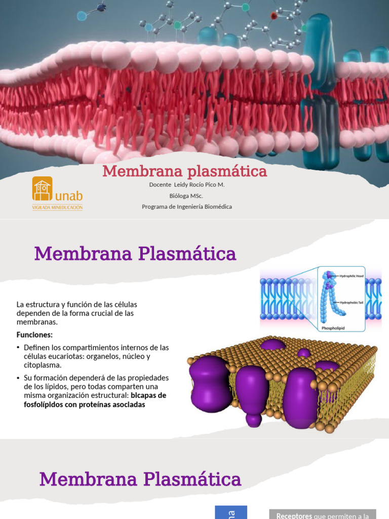 Estructura y Función de la Membrana Plasmática | PDF | Membrana ...